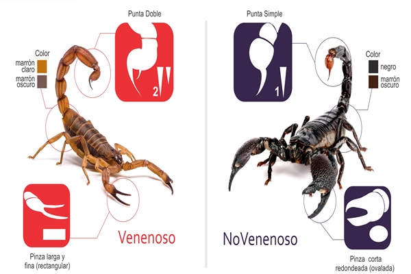 INFORMACION DE ALACRANES